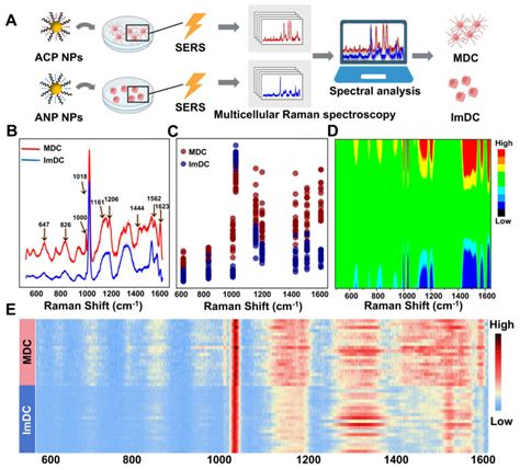 Real Time Monitoring Of Single Dendritic Cell Maturation Using Deep Learning Assisted Surface