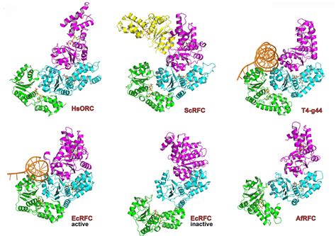 Figures And Data In Structure Of The Active Form Of Human Origin Recognition Complex And Its