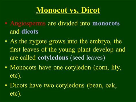 Angiosperm Monocot Examples