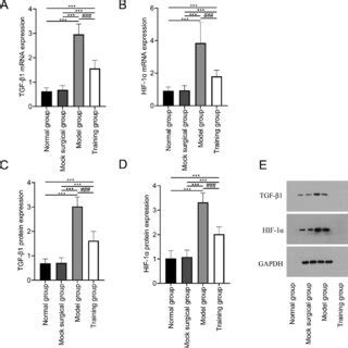 Observation Of Morphological Changes Of Gastrocnemius Muscle And Spinal Download Scientific