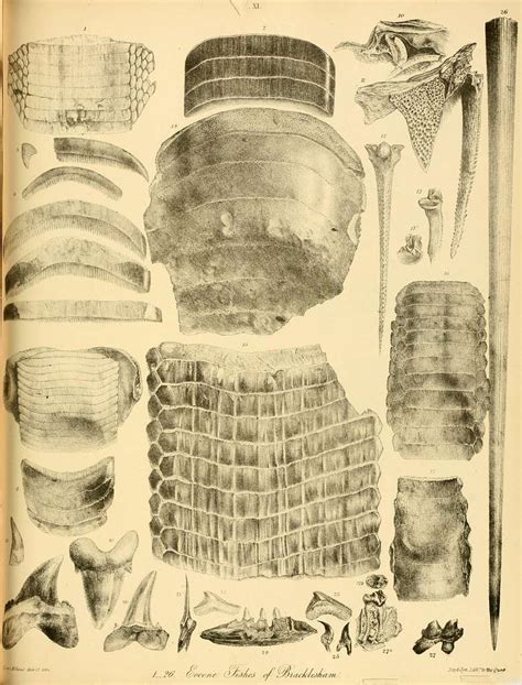 The Geology And Fossils Of The Tertiary And Cretaceous Formations Of Sussex Bhl14817252 Picryl