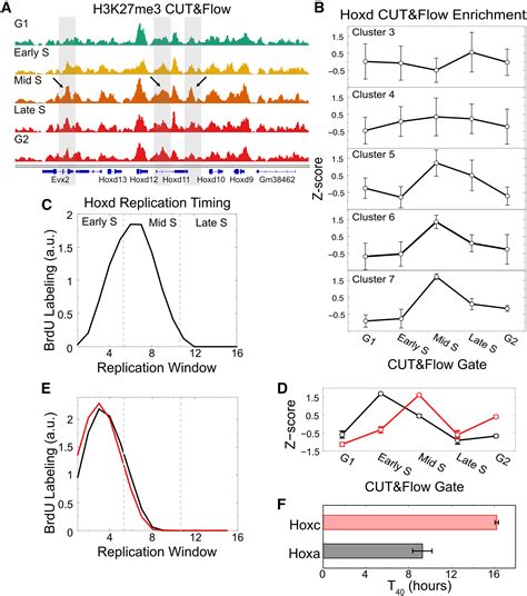 Nucleation And Spreading Maintain Polycomb Domains Every Cell Cycle