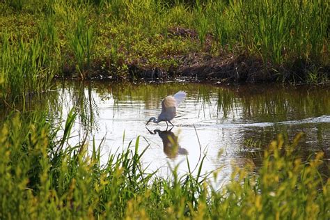 20000 Free Wetland Photos And Wetland Images Pixabay