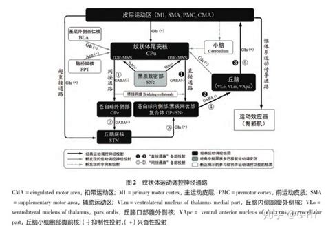 运动神经环路 知乎