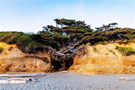Don T Miss Your Chance To See The Tree Of Life That Clings Precariously To Washington S Coast