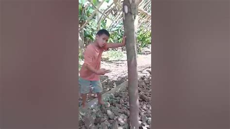 Fale Samoa Fasitoo Uta Youtube