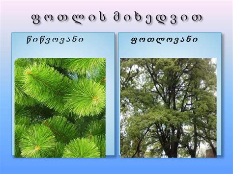 ყვავილოვანი მცენარეები Pptx