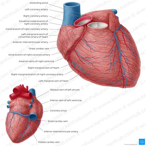 Posterior Interventricular Artery Anatomy And Supply Kenhub