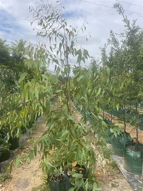 Eucalyptus Leucoxylon Euky Dwarf Freshford Nurseries