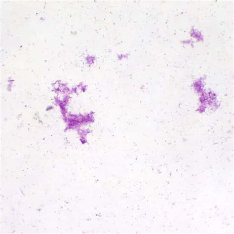 Cole Parmer® Prepared Microscope Slides Bacteria And Fungi From Cole Parmer United Kingdom