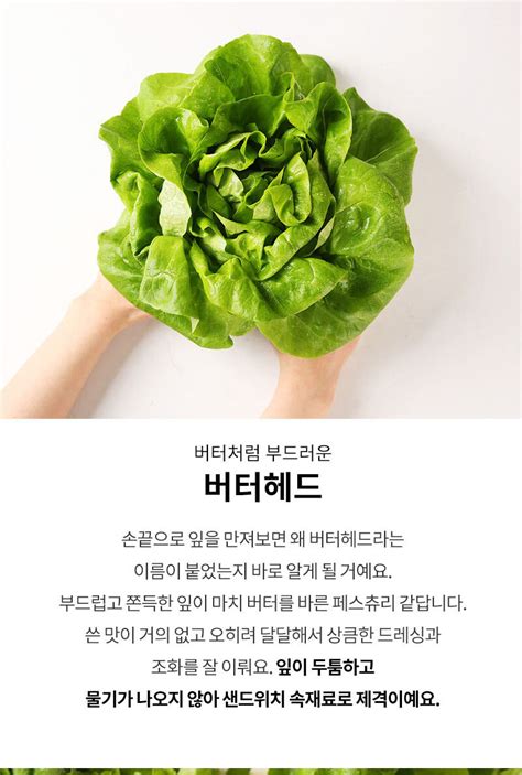 청미채 유럽 샐러드 상추 쌈 채소 버터헤드 카이피라 이자벨 로메인 1kg