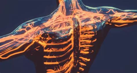 فوتیج آناتومی بدن انسان سیستم گردش خون در بدن 39852 Human Circulatory