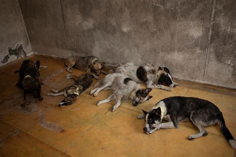 Dogs At Chernobyl Only Where You Have Walked Have You Been