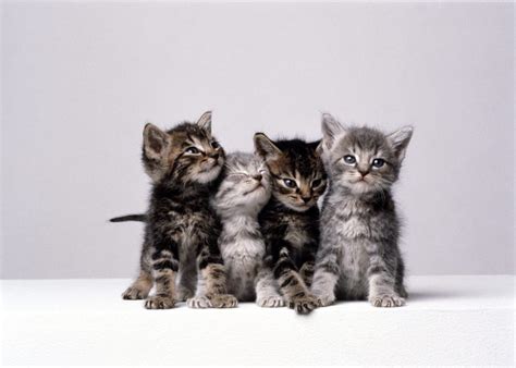 50 Cute Kittens You Need To See The Most Adorable Kittens Ever