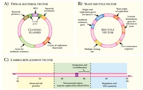 Specific Types Of Cloning Vectors