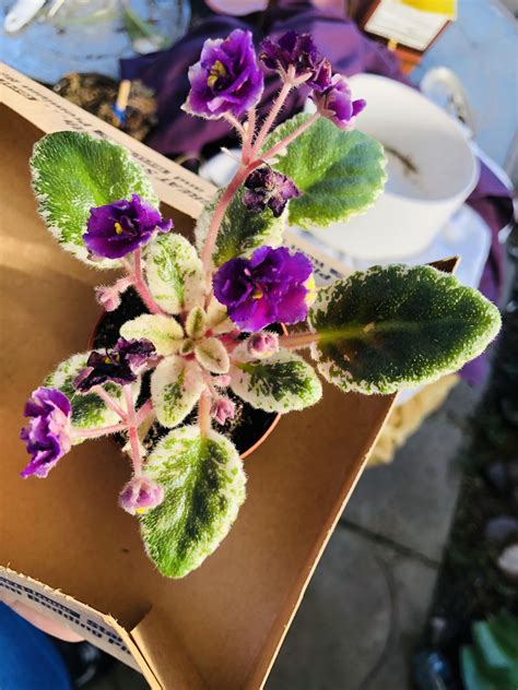 Mini Variegated African Violets I Picked Up Today Rafricanviolets