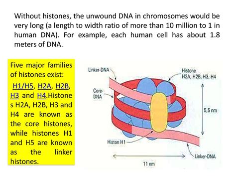 7th Lecture In Molecular Biology Ppt Download