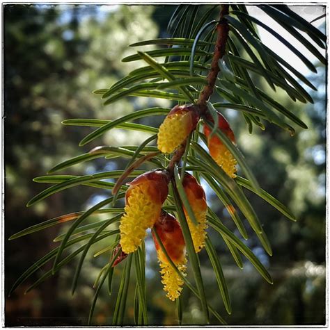Pseudotsuga Macrocarpa Calflora