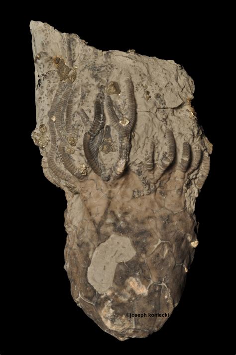 Periechocrinus Periechocrinus