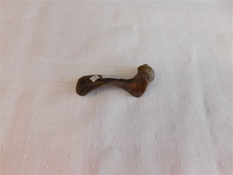 Turtle Humerus Fossil Fossils And Artifacts For Sale Paleo Enterprises