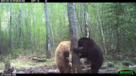 შავი და მურა დათვის შებრძოლება Youtube