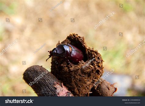 Life Cycle Of Rhinoceros Beetle 100개가 넘는 로열티 프리 라이선스 대상 스톡 사진 Shutterstock