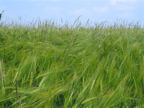 Mišji repak (Alopecurus myosuroides)