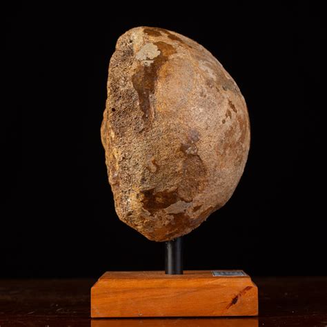 Fossil Mammoth Femur Woolly Mammoth Mmt 60 Fossil Mammoth Femur Woolly Mammoth Mmt 60