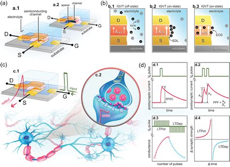 Advanced Neuromorphic Applications Enabled By Synaptic Ion‐gating Vertical Transistors Merces
