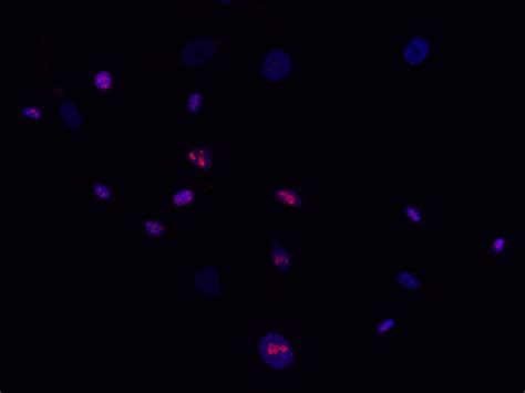 Can I Use Autoit To Draw Cells Contour Autoit General Help And