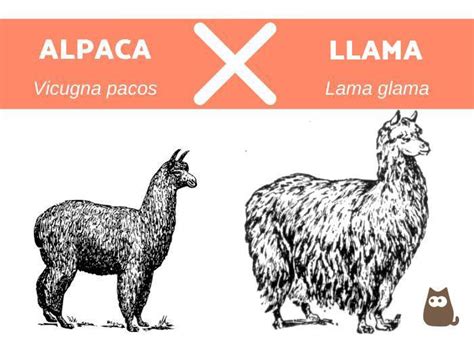 DIFFERENCE ENTRE LAMA ET ALAPAGA Sans Oublier Vigogne Et Guanaco