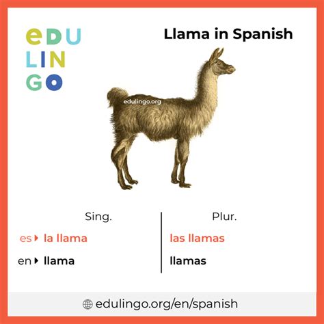 Llama Llamo And Llamas In Spanish