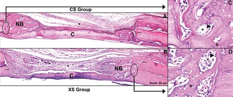 Photomicrography Of The Calvarial Defect In The Sc And Sx Groups Note Download Scientific
