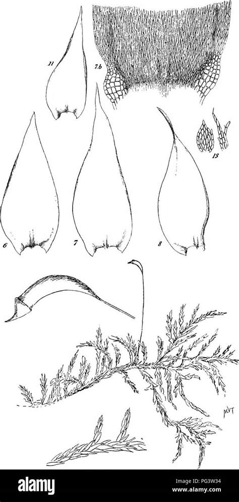 this non technical guide introduces the common mosses of the