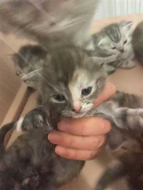 点点爱宠物情缘——宠物相亲网站 宠物配种 宠物交友app 宠物社区app 宠物婚配网站 宠物配对app 宠物婚配网站 狗狗相亲 宠物购买 宠物朋友圈 宠物日常生活 宠物吃喝玩乐 宠物交友 宠物