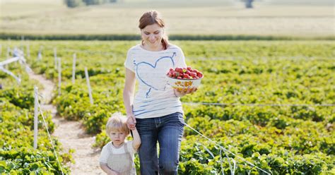 여름에 유기농 딸기 농장에서 열매를 따는 젊은 엄마와 어린 아들 사진 Unsplash의 어머니 이미지