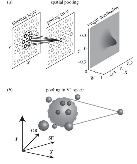 figure 1 from effects of generalized pooling on binocular disparity