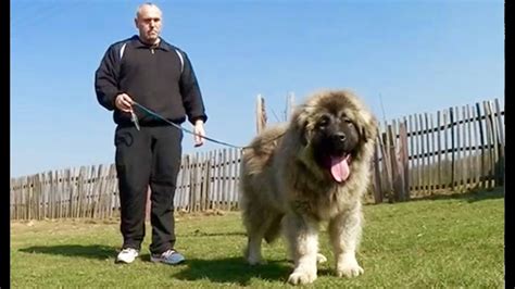 Jozo Dogs - GRIZLI 2 ( 5 months old ) Caucasian Shepherd .Sohn from ...