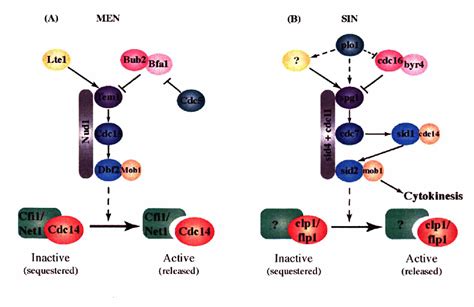 Figure 5 From Identification Of Novel Regulators Of Mitotic Exit In