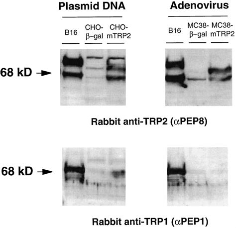 functional assessment of vectors expressing mtrp 2 western blot