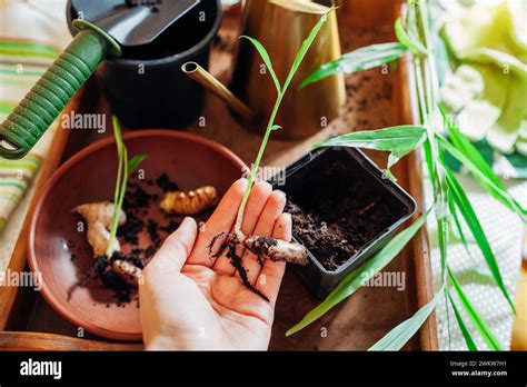 Ginger Growing At Home Gardener Holds Rooted Ginger With Sprouts Before Transplanting Into Pot