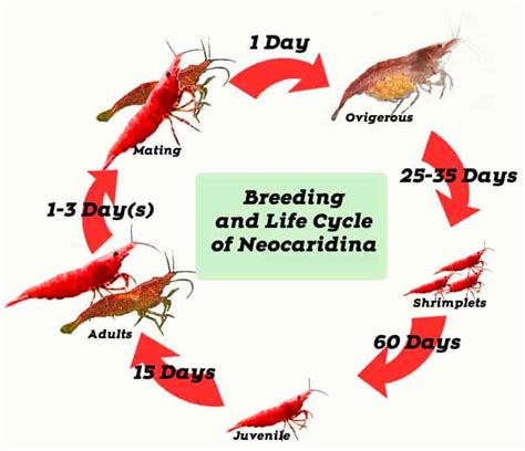 Neocaridina Shrimp Breeding Chart