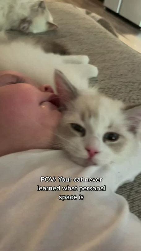 cat goals be like ♡ tumbex
