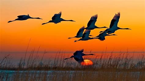 Летят журавли | Photo art, Blind art, Red-crowned crane