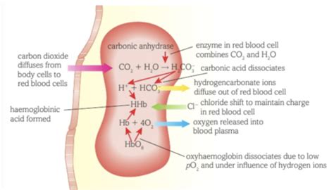 3 2 transporting carbon dioxide flashcards quizlet