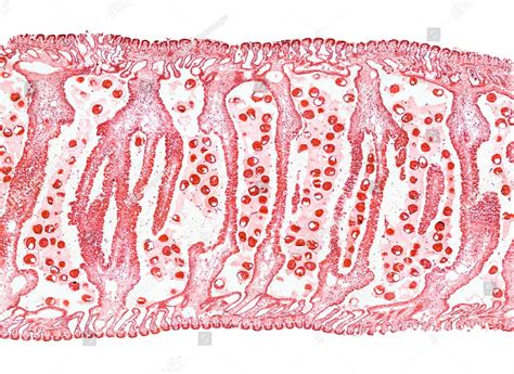Clam Gill Cross Section Cut Under The Microscope Microscopic View