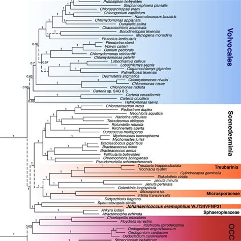 Bayesian Consensus Phylogeny Based On An Analysis Of 59 Concatenated