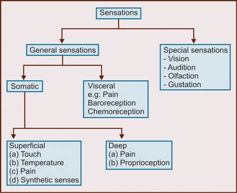 Flow Chart Of Extrapyramidal System Flow Chart Of Extrapyramidal System