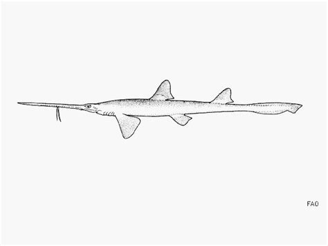 Pristiophorus Japonicus Shark References