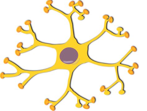 Free Clip Art Neuron Interneuron By Keikannui